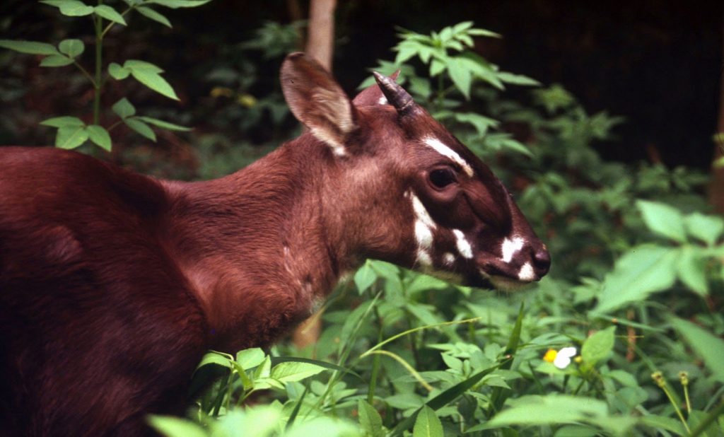 Asia's Saolas: The Last Unicorn - Mrs. Green's World