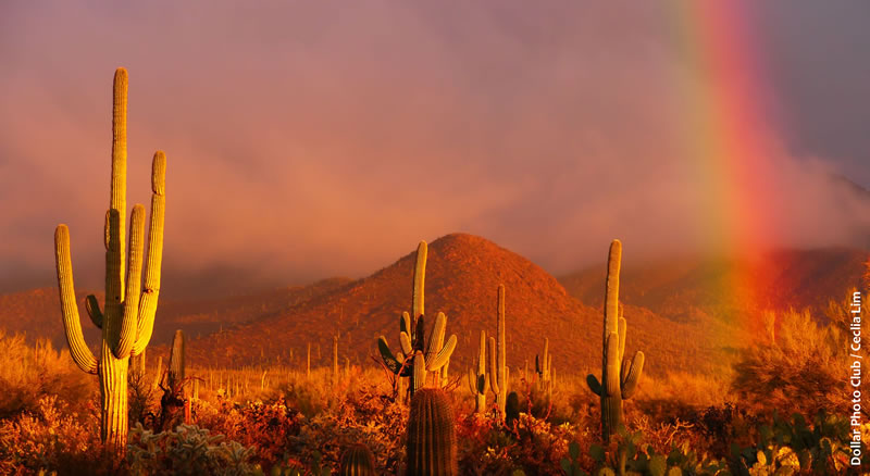 5 Ways Tucson is Prepared for Drought - Mrs Greens World