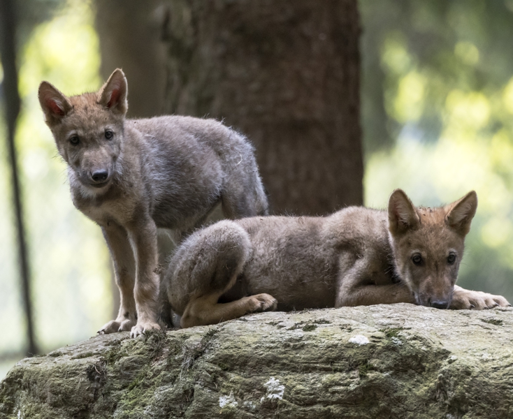 Keeping Wolves Protected - What We Can Do - Mrs. Green's World