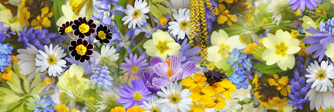 This Spring, Planet Hope for Our Planet - Mrs. Green's World