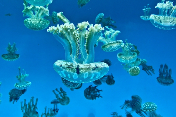 Species Extinction: Why our Oceans are Hit the Hardest - Mrs Greens World